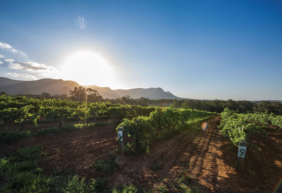 Hunter Valley Wine Tours