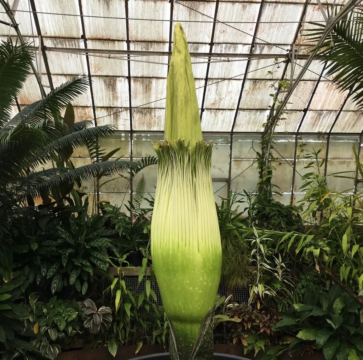 Exploring Melbourne’s Botanical Gardens: A Green Escape